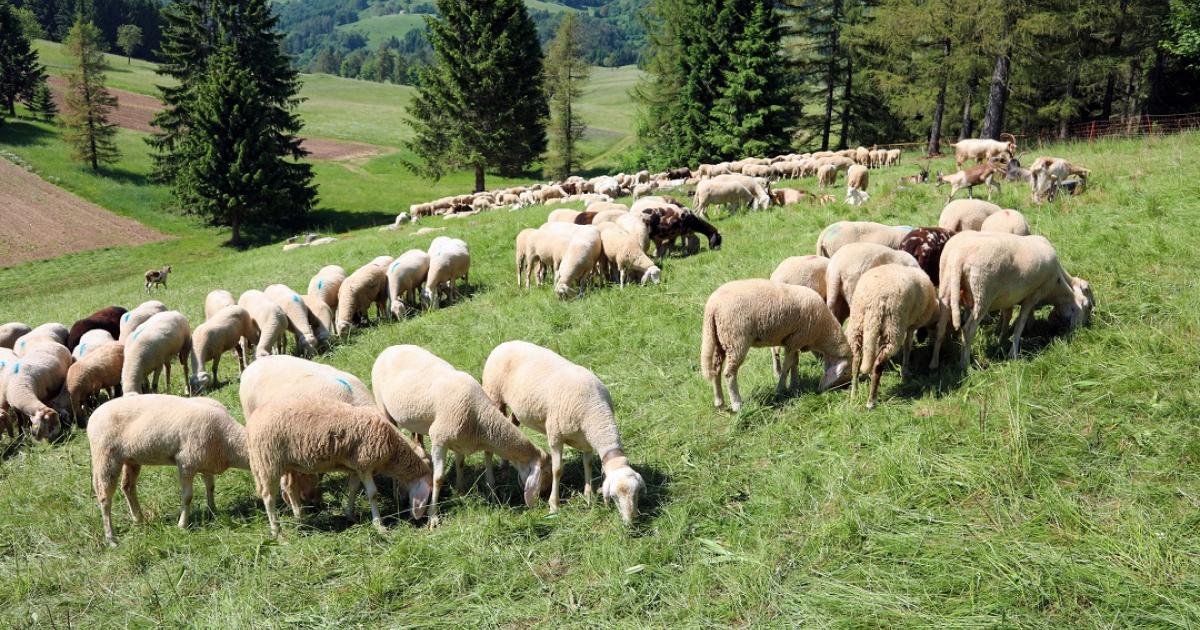 Fièvre catarrhale ovine Le Département au soutien des éleveurs ...